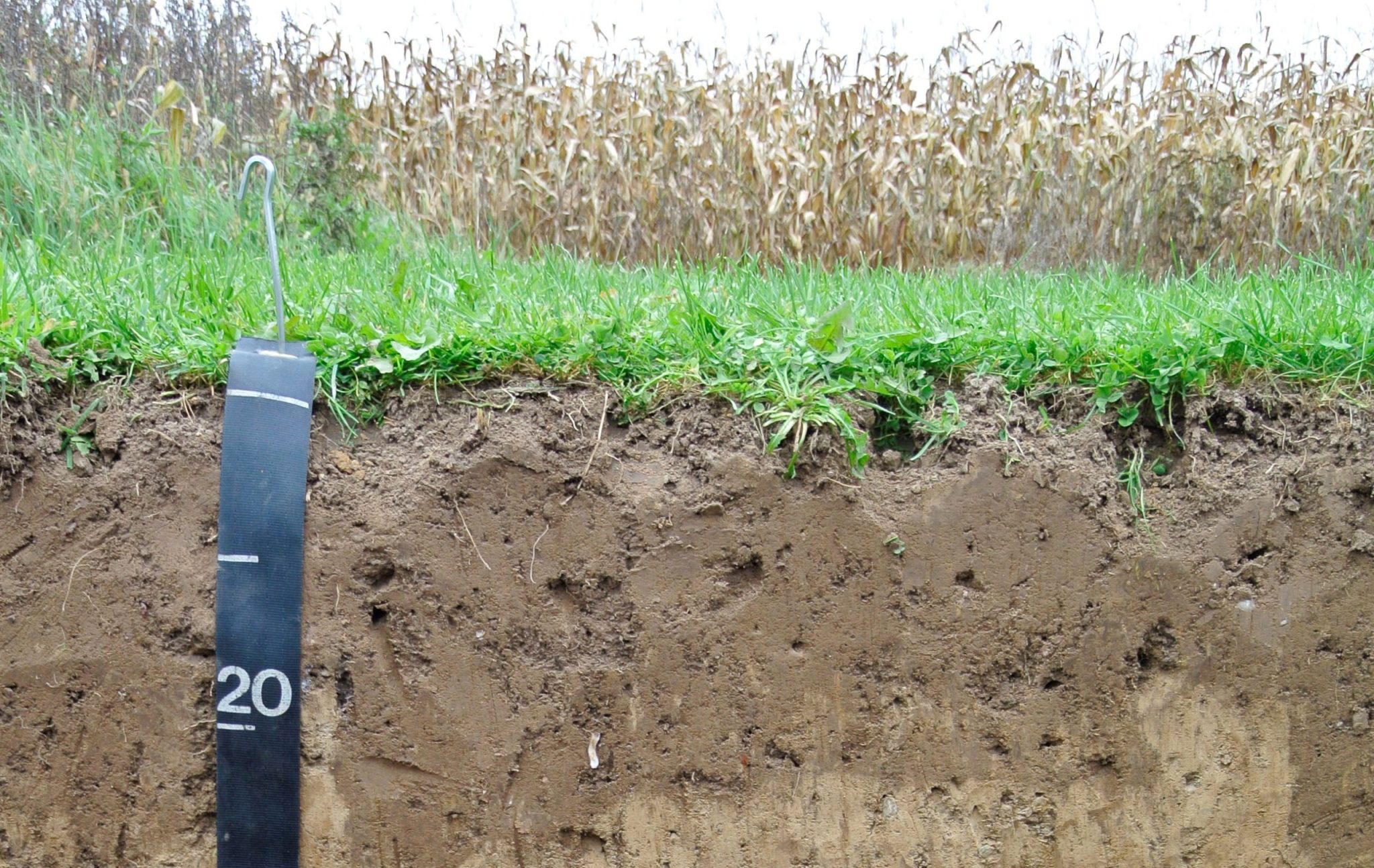 Soil and Environmental Sciences